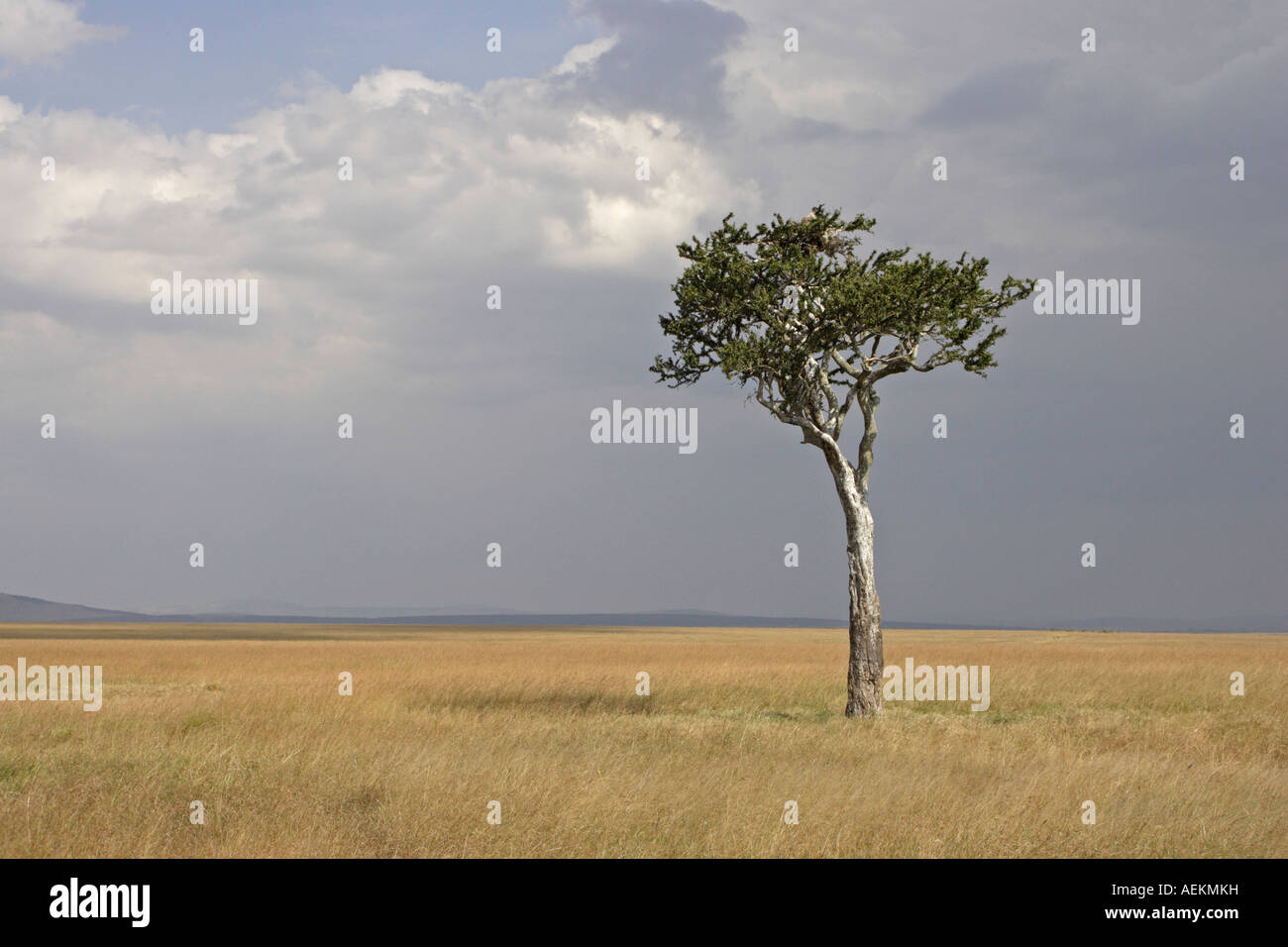 Acacia Tree on the Mara Kenya Stock Photo - Alamy