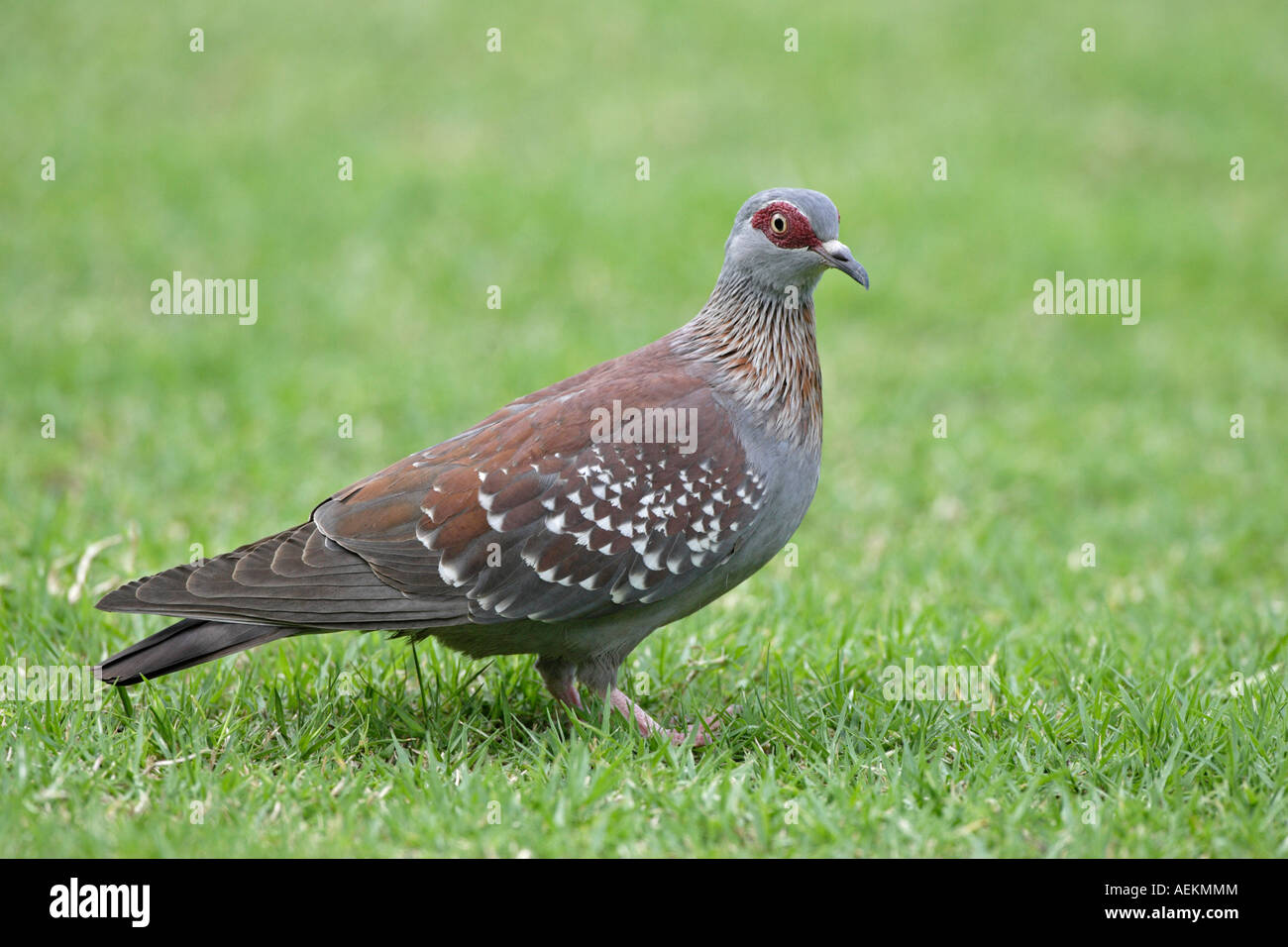 Speckled pigeon hi-res stock photography and images - Alamy