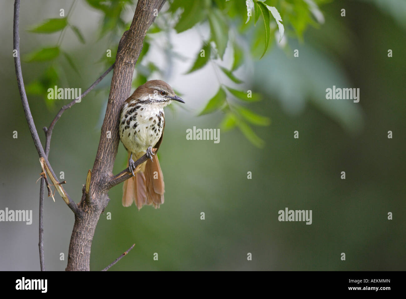 Spotted Morning Thrush Stock Photo - Alamy
