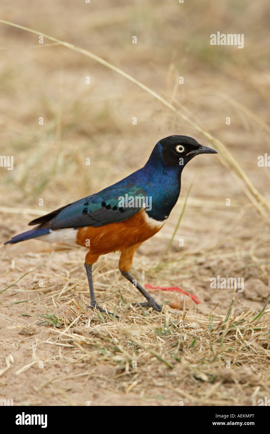 Superb Starling High Resolution Stock Photography and Images - Alamy