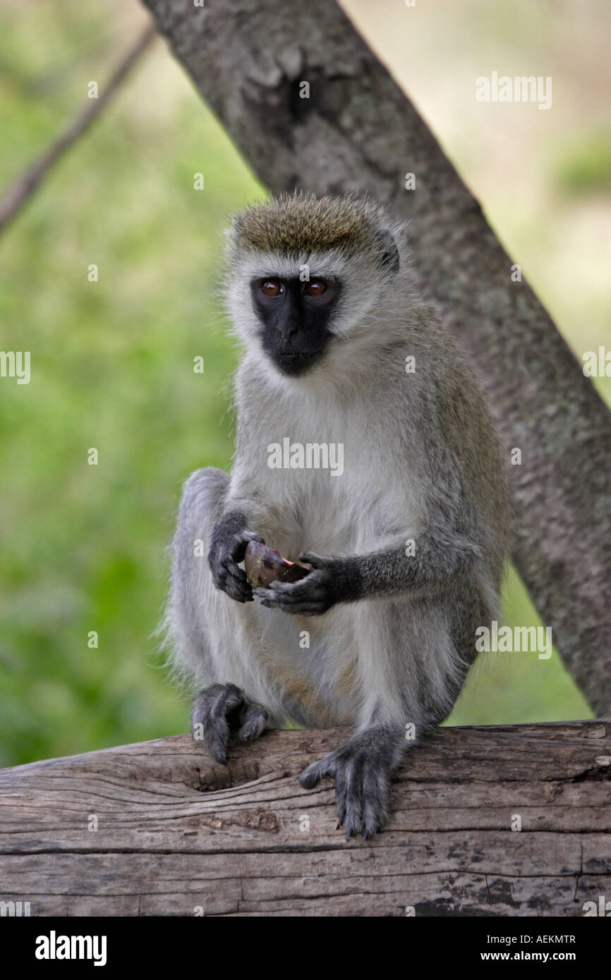 Balck Faced Vervet Monkey Stock Photo - Alamy
