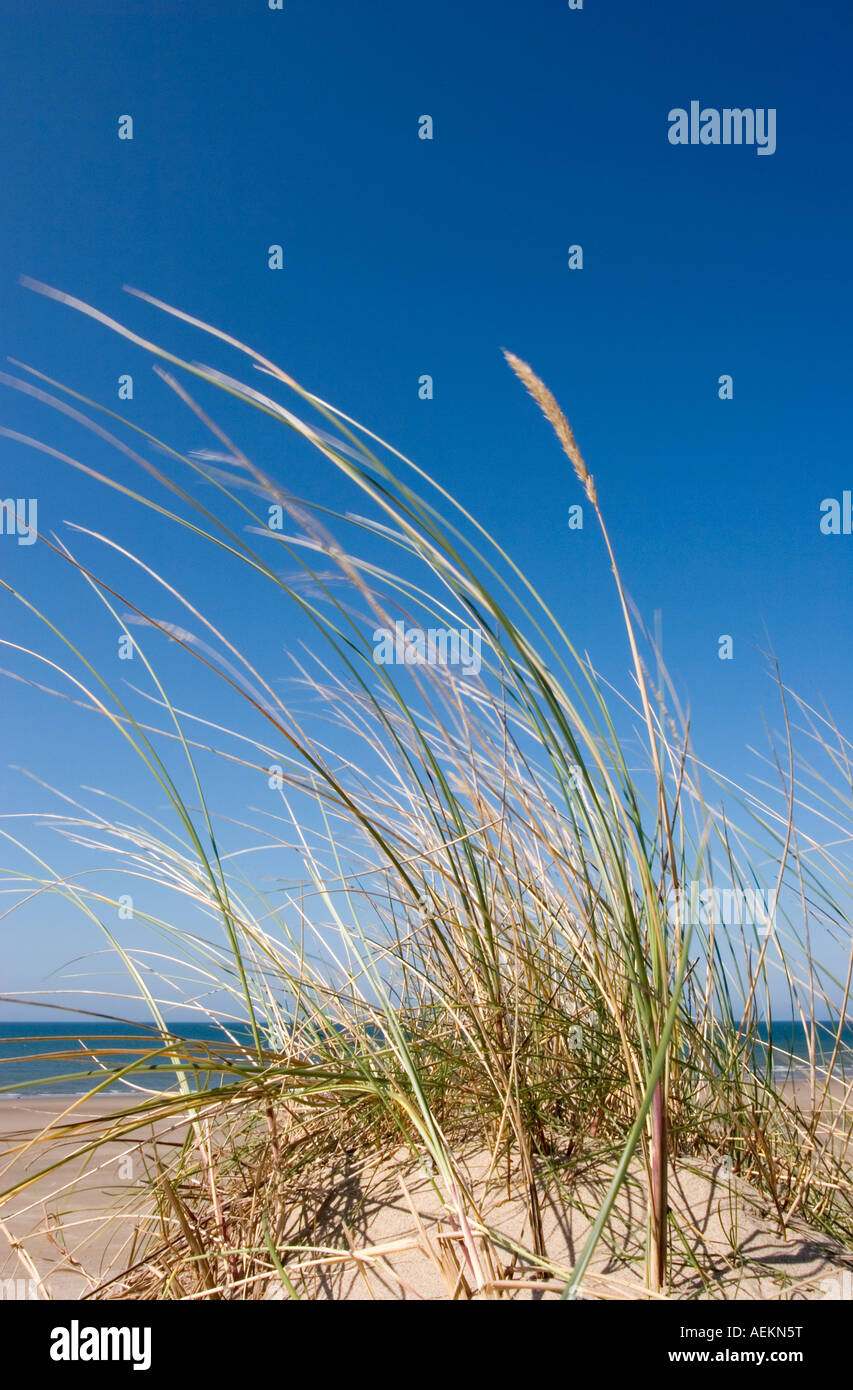 Summer grass in sunlight swaying hi-res stock photography and images ...