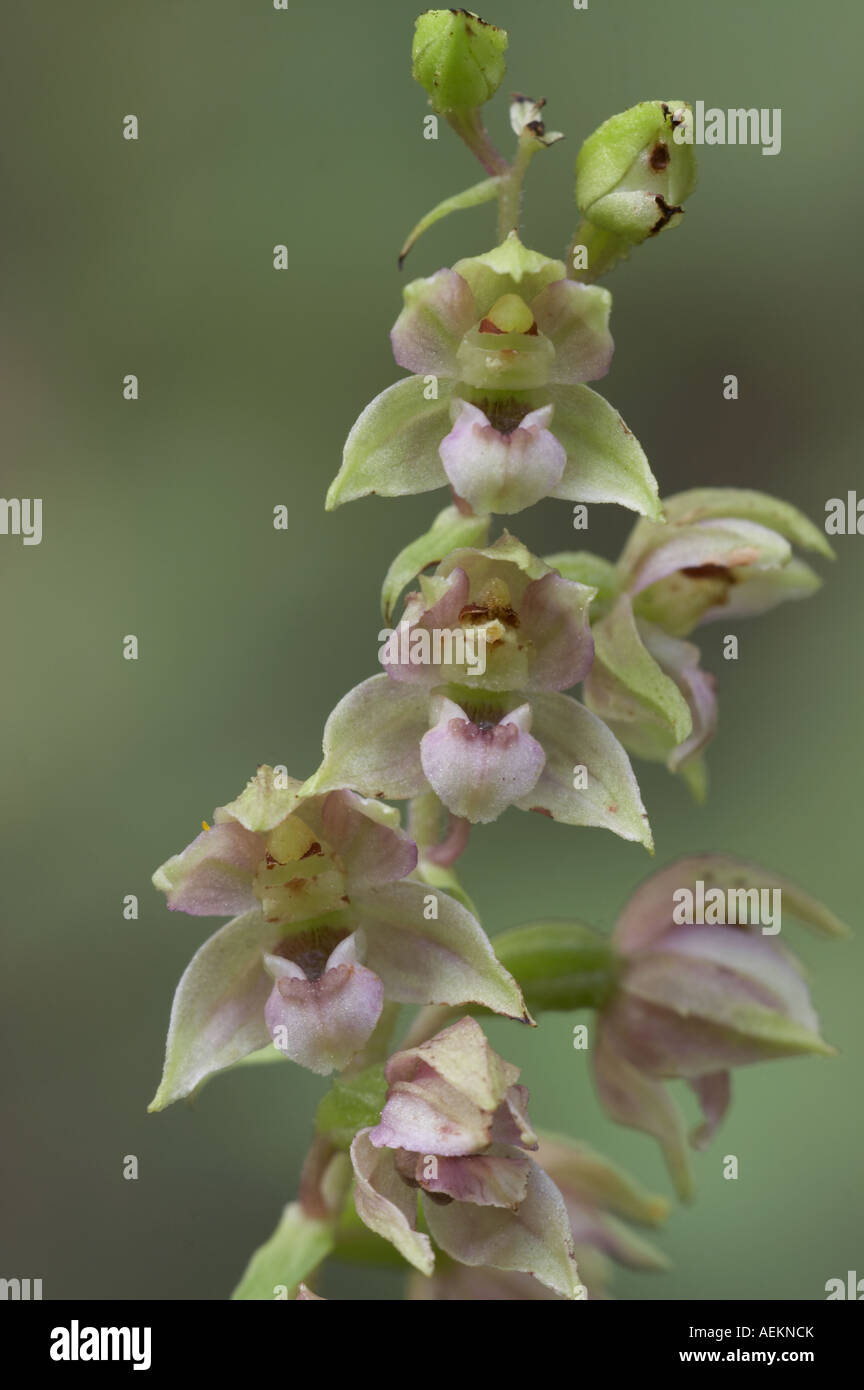 Broad Leaved Helleborine - Epipactis helleborine Stock Photo - Alamy