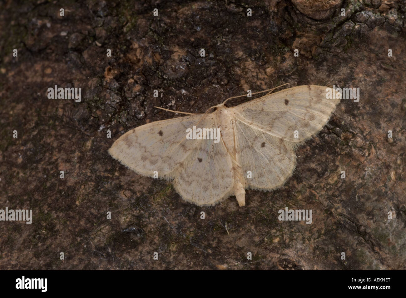 Small fan footed wave hi-res stock photography and images - Alamy
