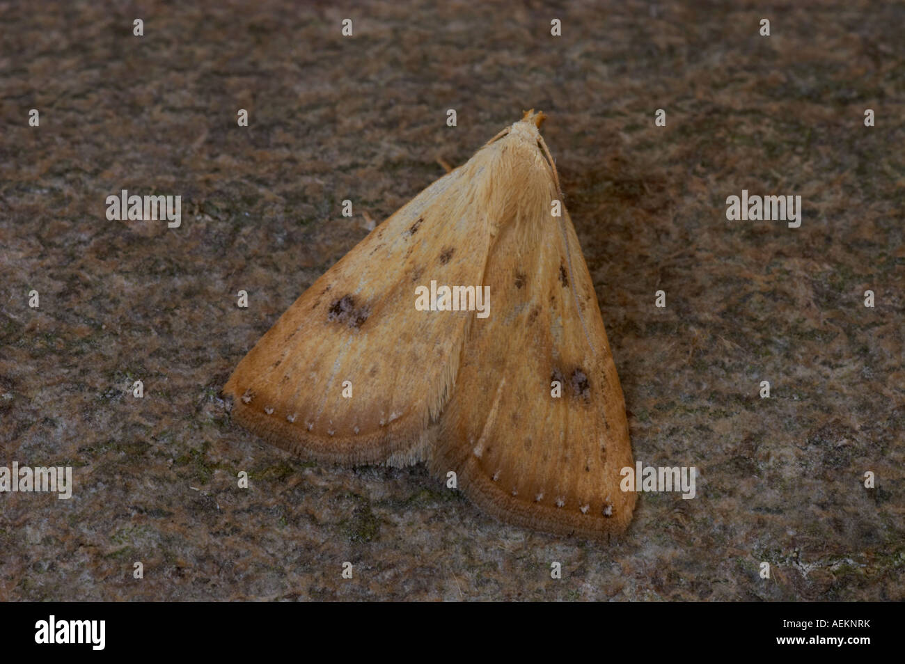 Straw dot moth hi-res stock photography and images - Alamy