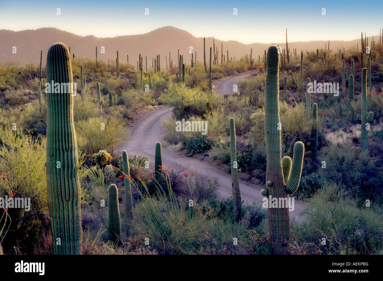 Ocotillo Saguaro High Resolution Stock Photography and Images - Alamy