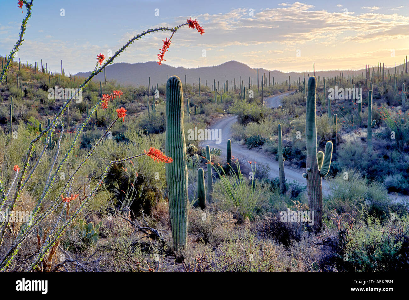 Sonora n desert hi-res stock photography and images - Alamy