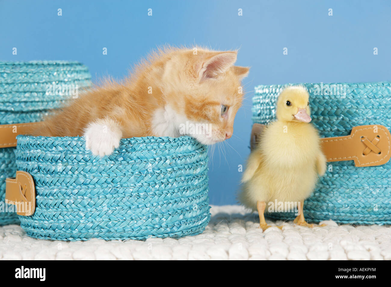 Cat duck friendship hi-res stock photography and images - Alamy