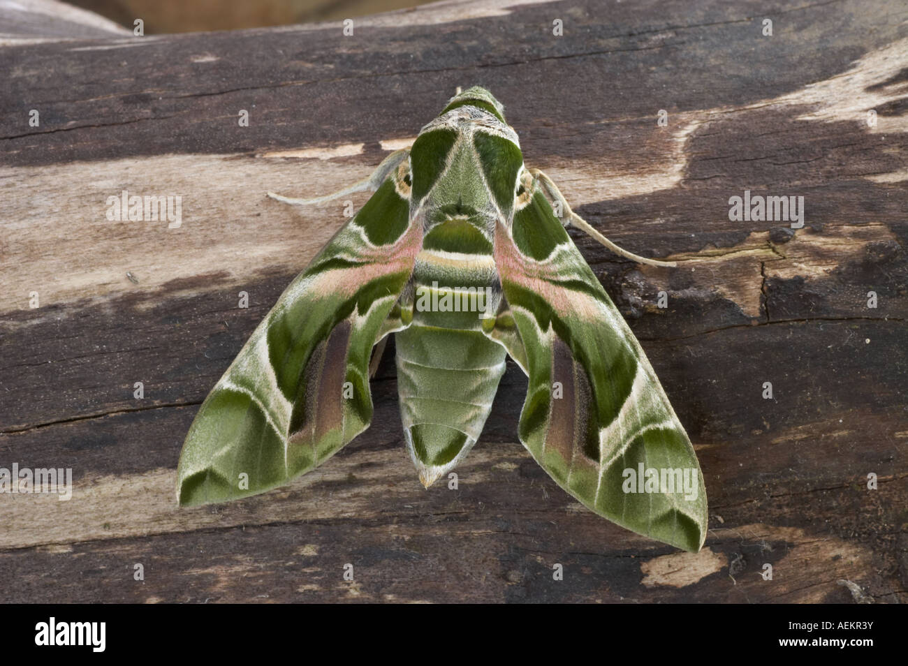 Oleander Hawk Moth - Daphnis nerii Stock Photo - Alamy