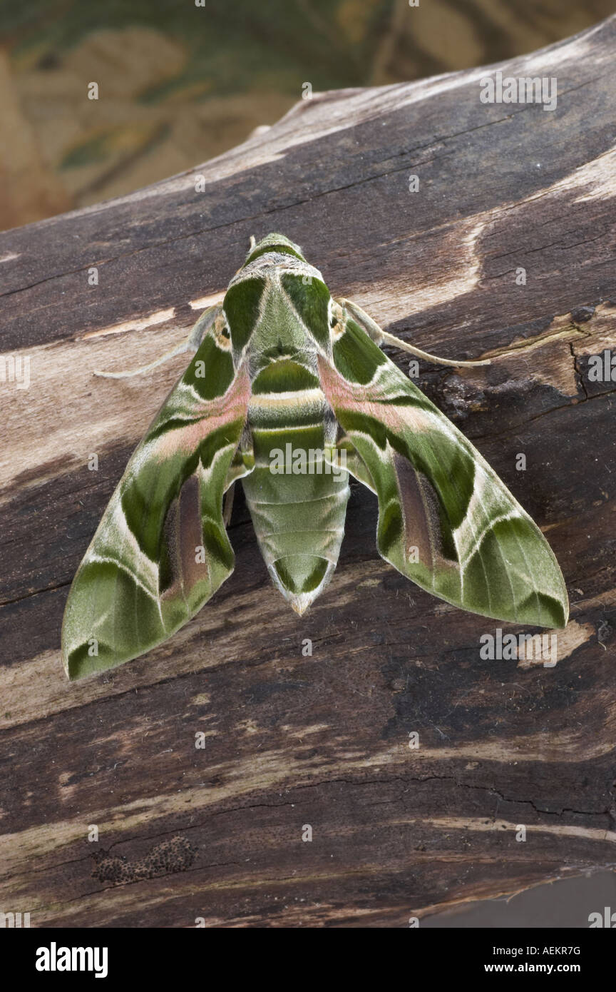 Oleander Hawk Moth - Daphnis nerii Stock Photo - Alamy