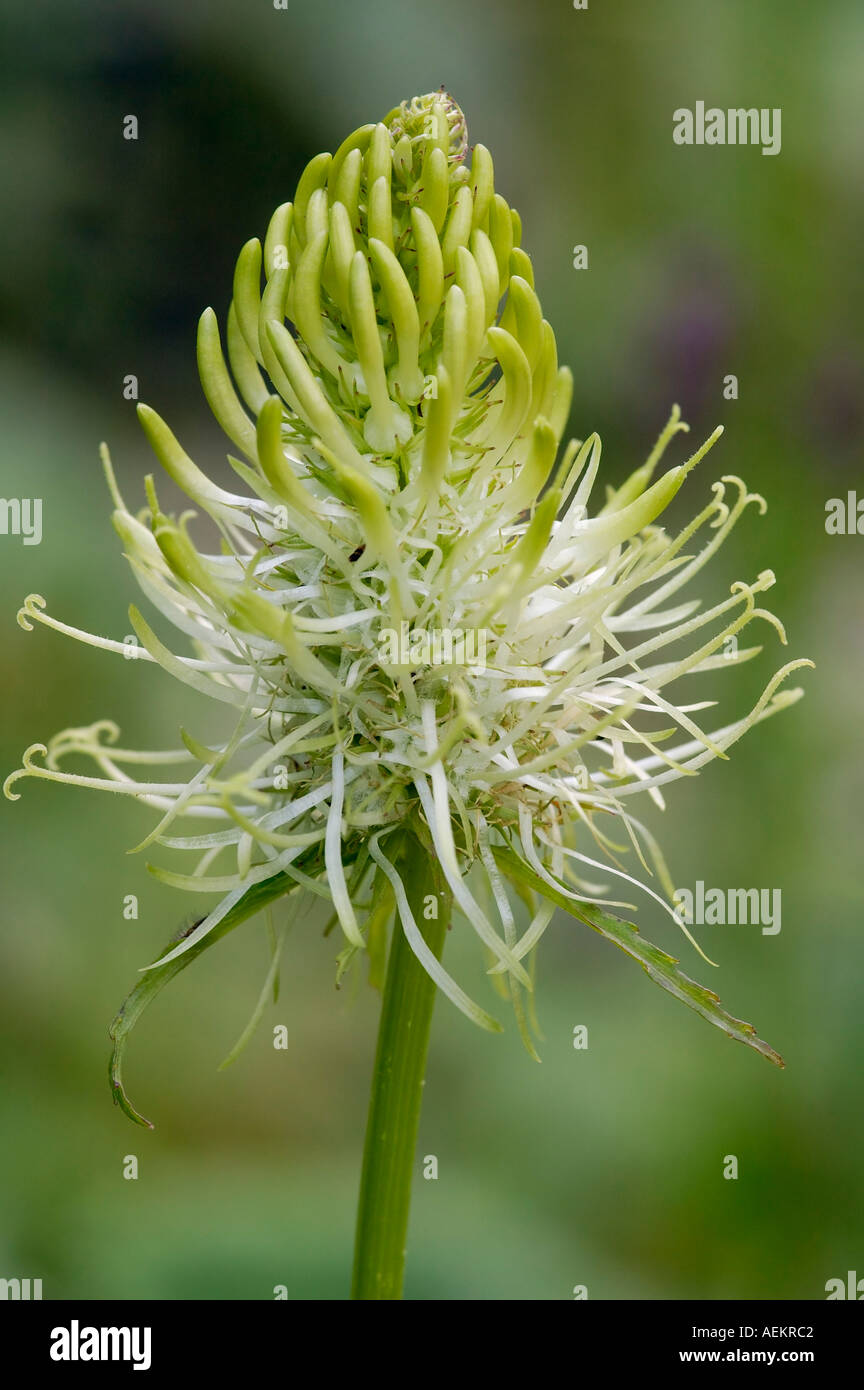 Spiked Rampion Phyteuma spicatum Stock Photo - Alamy