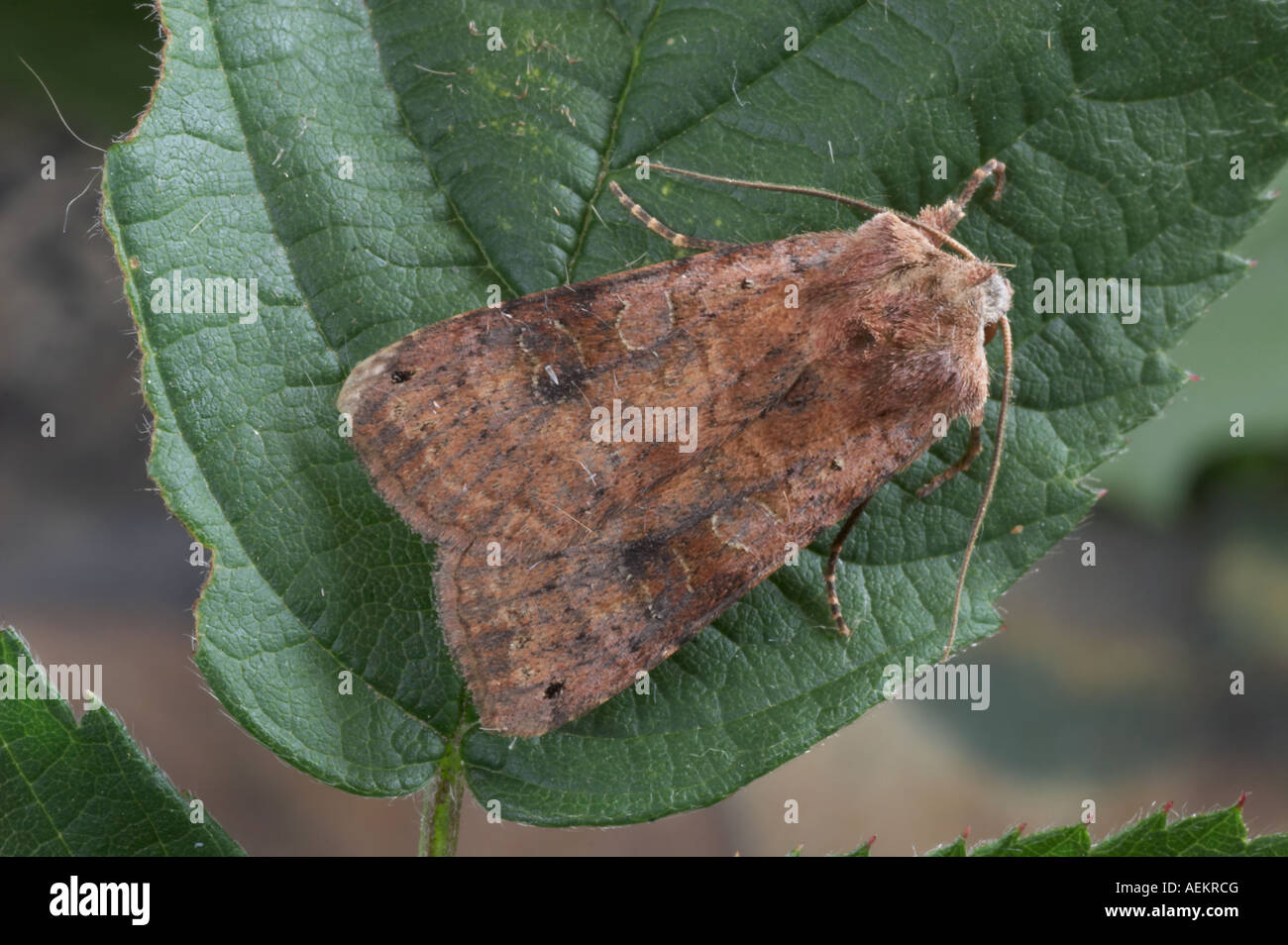The Clay Moth High Resolution Stock Photography and Images - Alamy