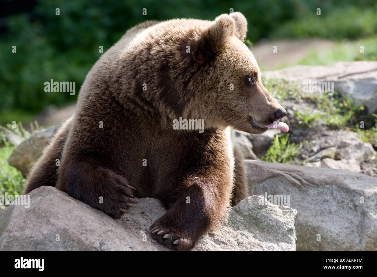Brown bear sweden cub hi-res stock photography and images - Alamy