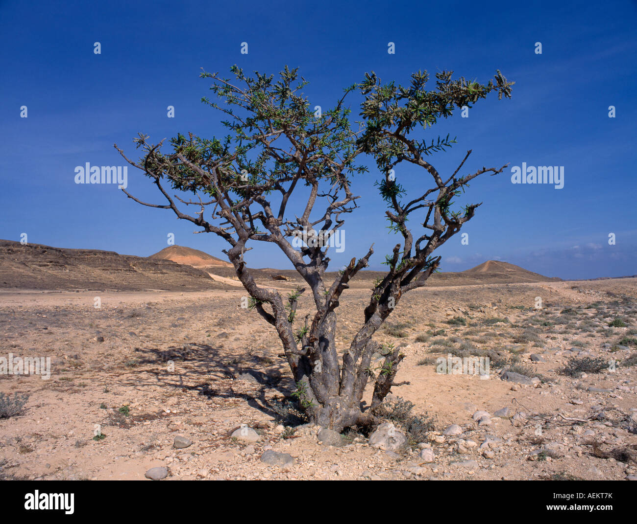 Frankincense tree hi-res stock photography and images - Alamy