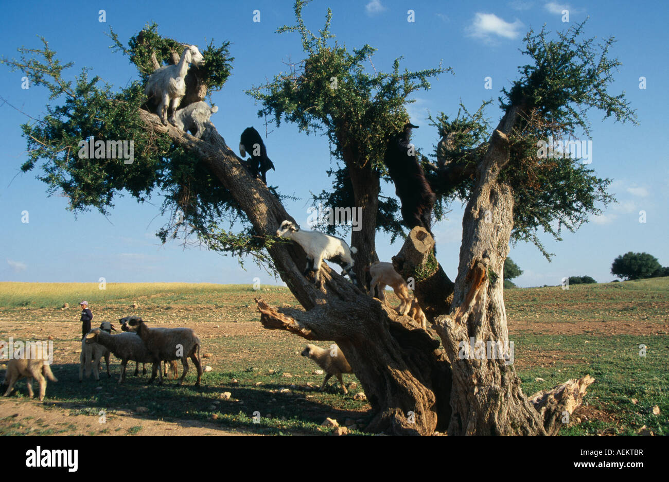 African boy climbing tree hi-res stock photography and images - Alamy