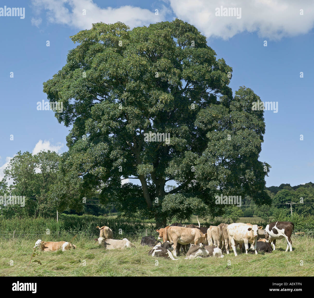 Cow standing under tree in hi-res stock photography and images - Alamy
