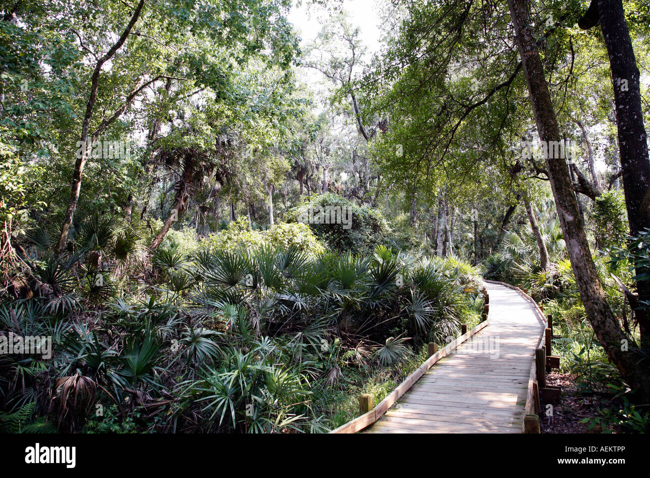 Boardwalk thru swamp sanctuary in Florida Stock Photo - Alamy