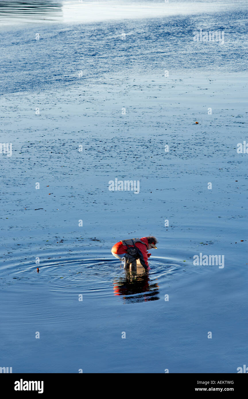 Woman digging clams hi-res stock photography and images - Alamy