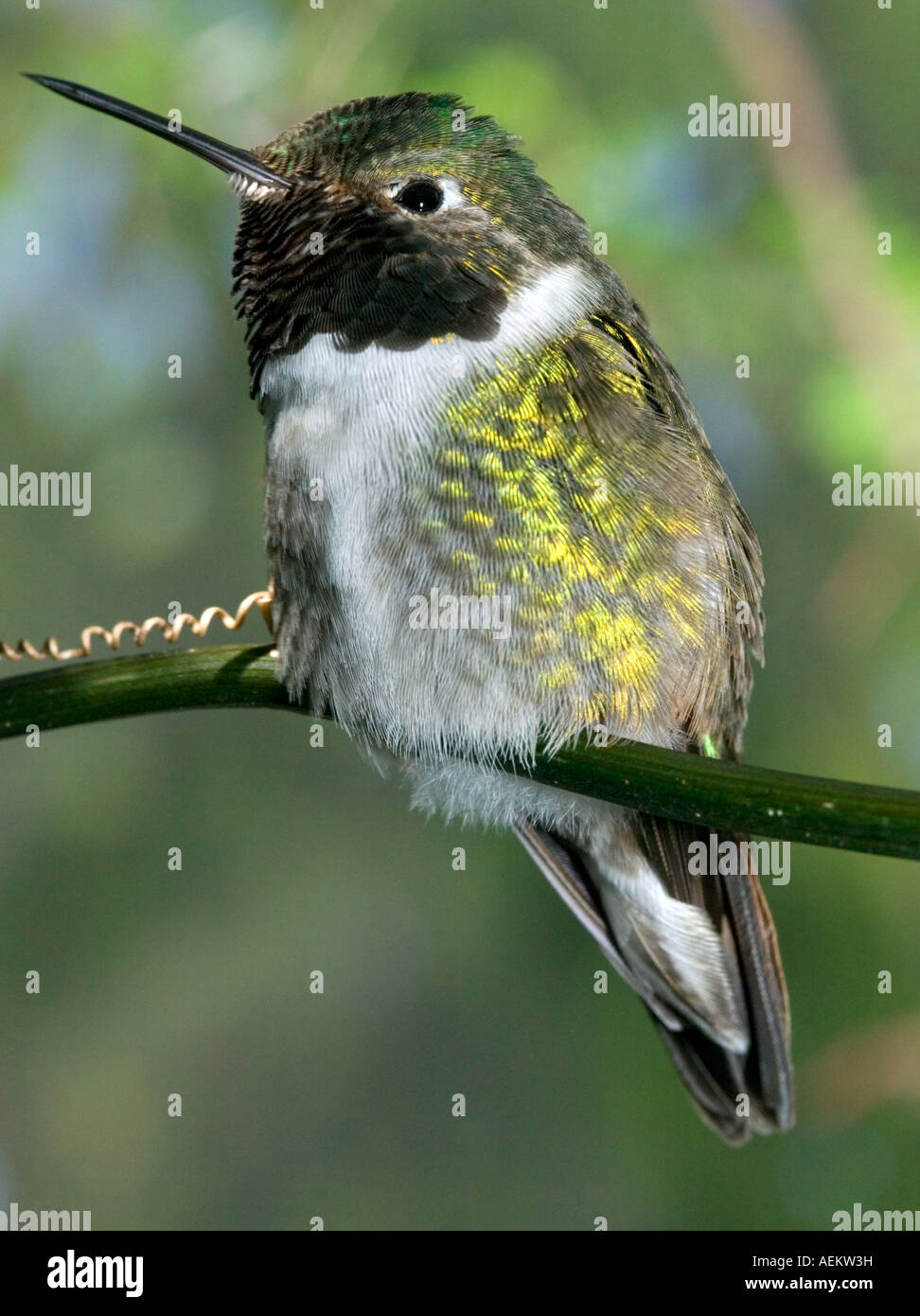Ruby throated hummingbird perched on branch in aviary Stock Photo - Alamy