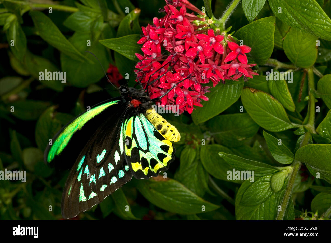 birdwing butterfly nectaring on tropical flower in butterfly house ...