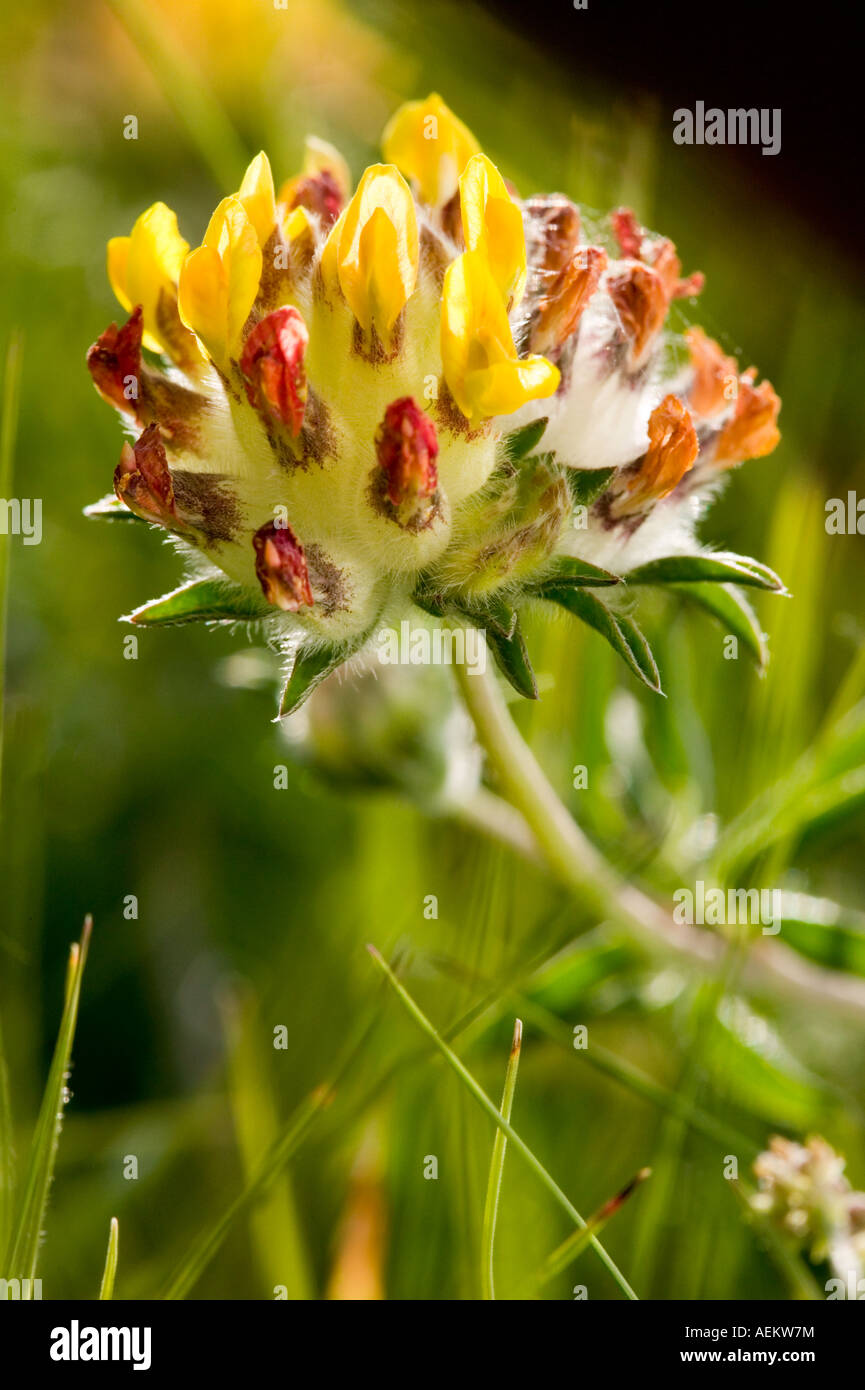 Detail of a kidney vetch flower in Dorset meadow Stock Photo - Alamy