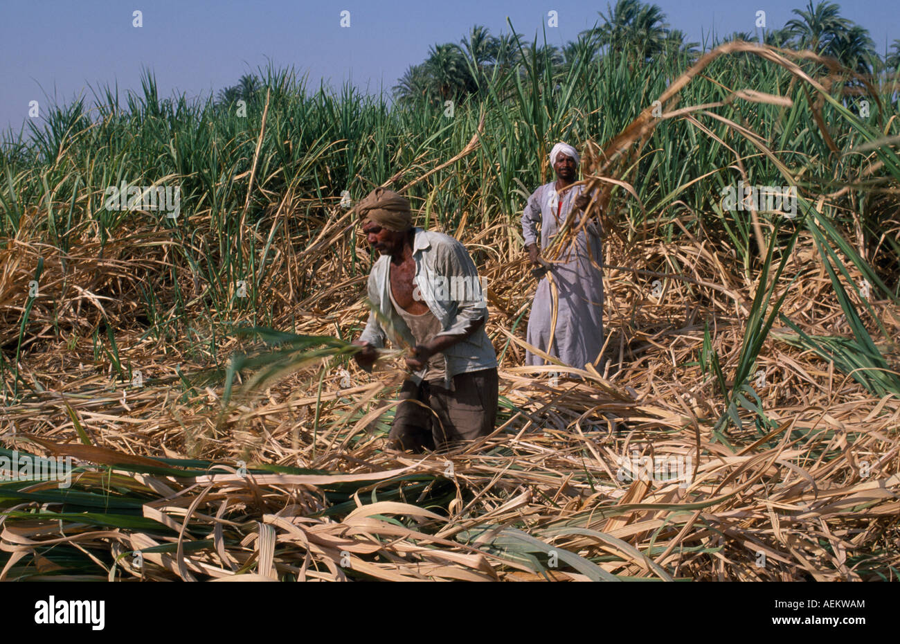Sugar cane harvest hi-res stock photography and images - Alamy
