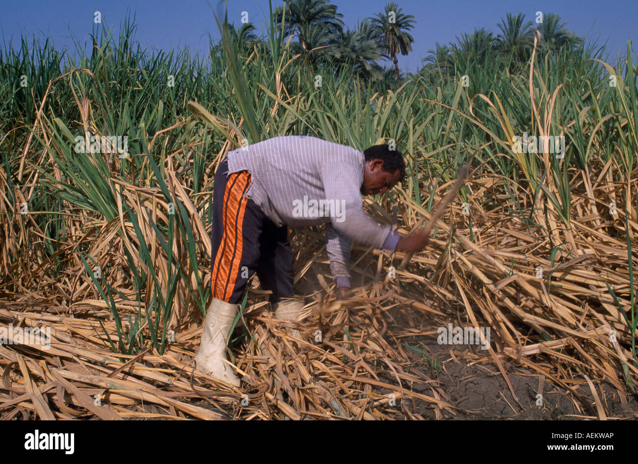 Sugar cane man cutting cane hi-res stock photography and images - Alamy