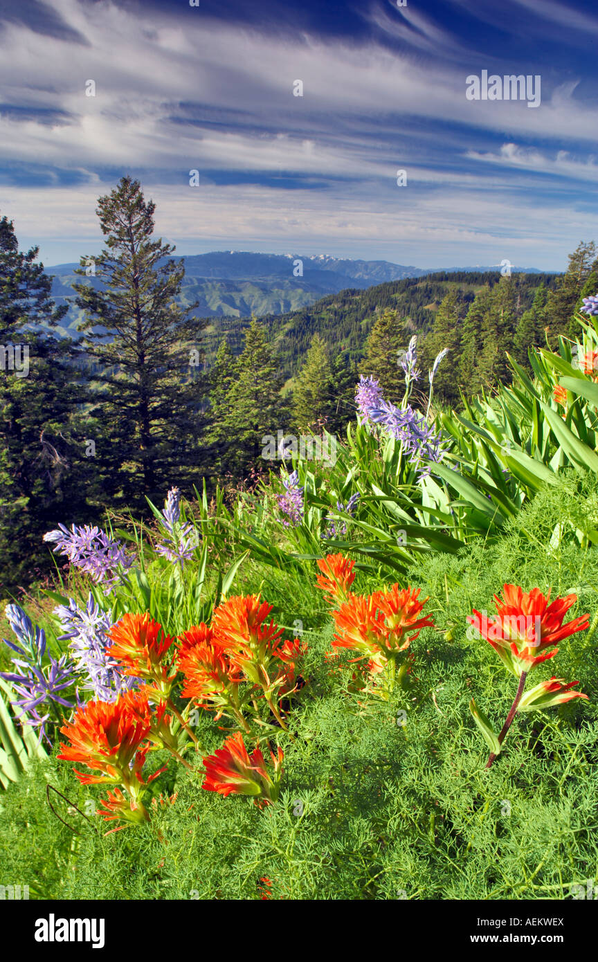 Paintbrush and Camas Lily at Hell s Canyon Overlook Oregon Stock Photo ...