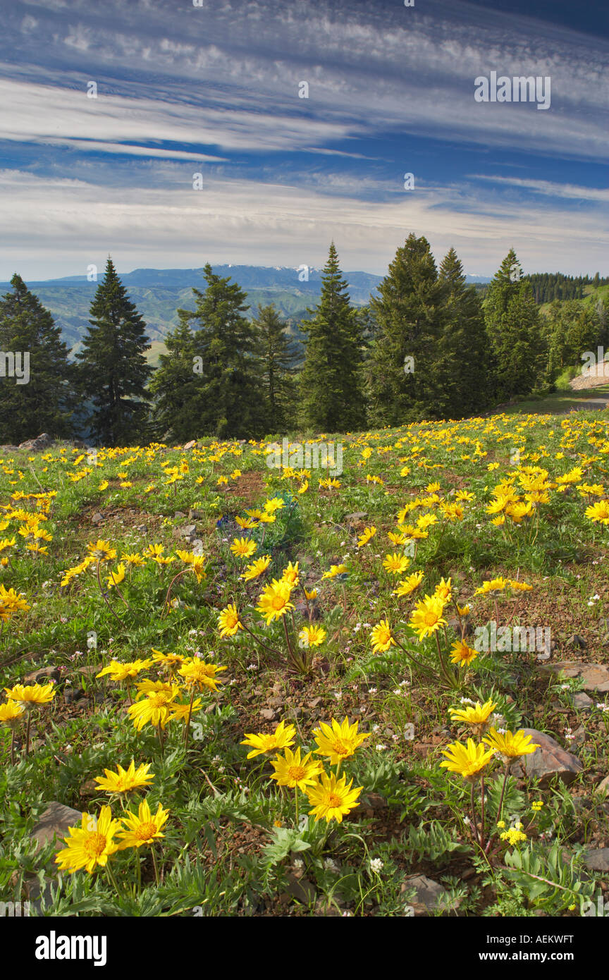 Yellow daisy like flowers at Hell s Canyon Oregon Stock Photo - Alamy