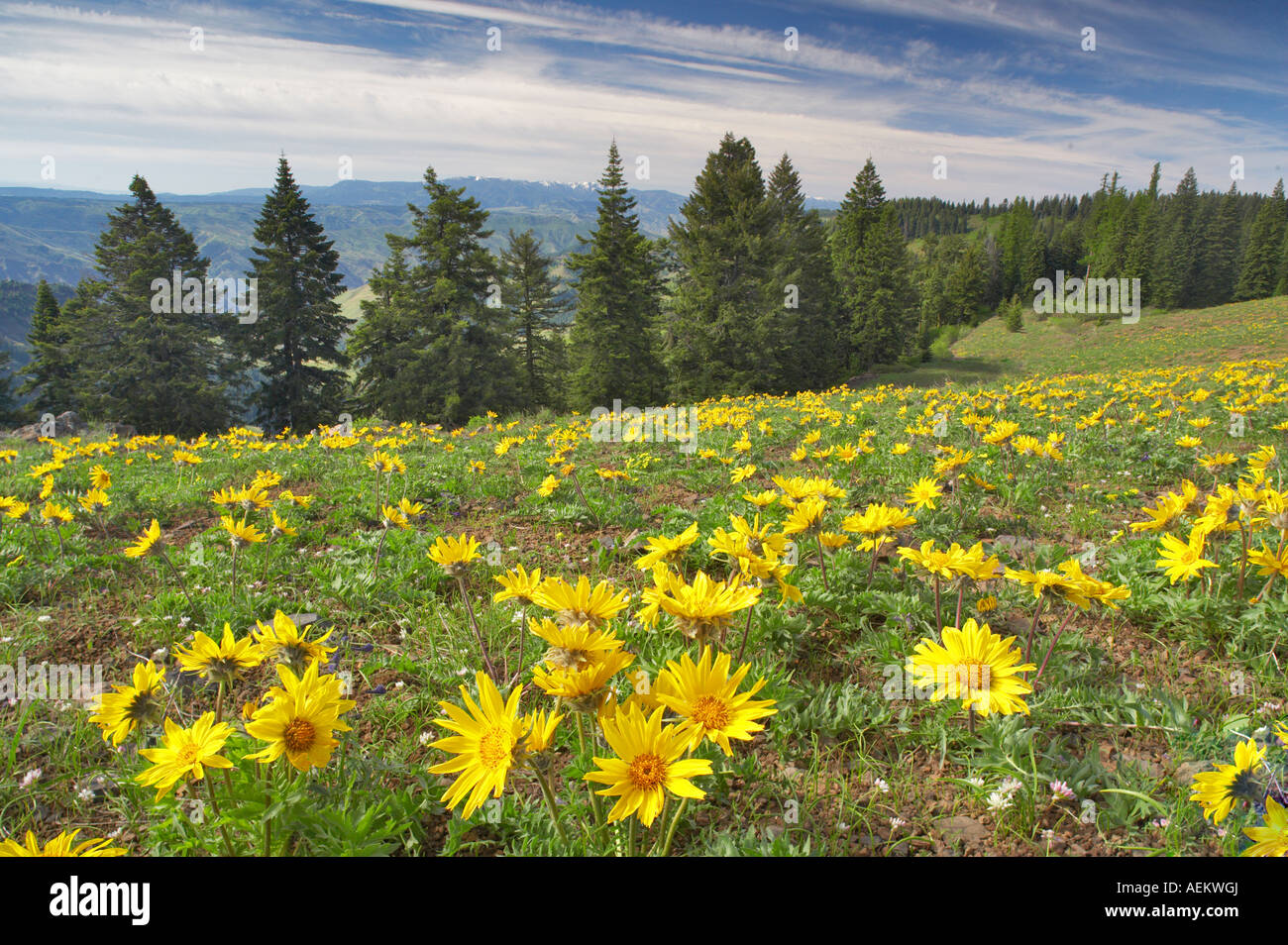 Yellow daisy like flowers at Hell s Canyon Oregon Stock Photo - Alamy