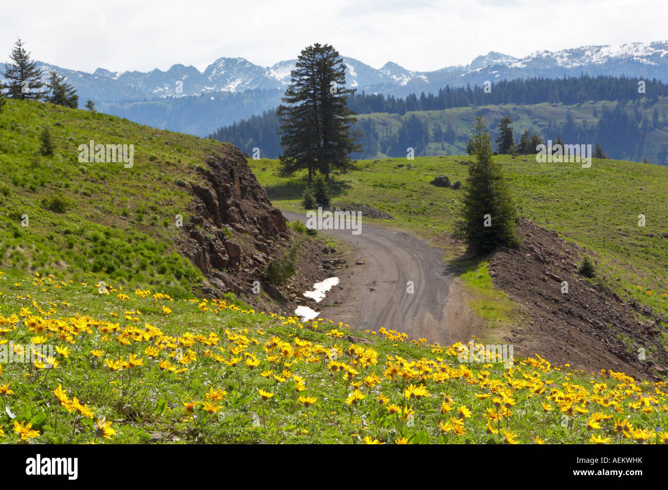 Yellow daisy like flowers at Hell s Canyon with seven Devil s Mountain ...