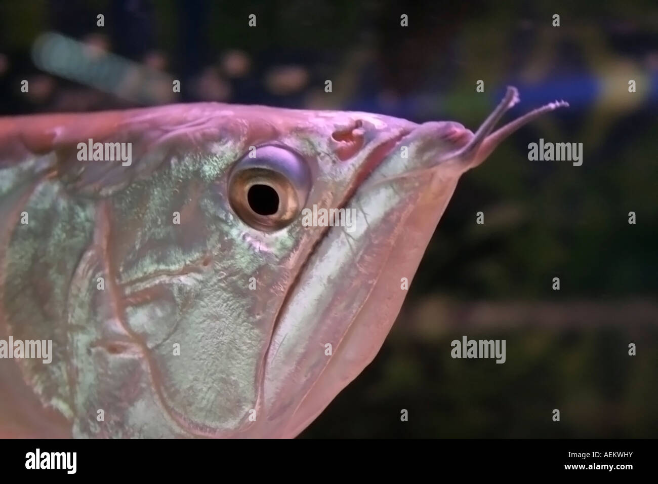 Portrait of a fresh water fish Stock Photo - Alamy