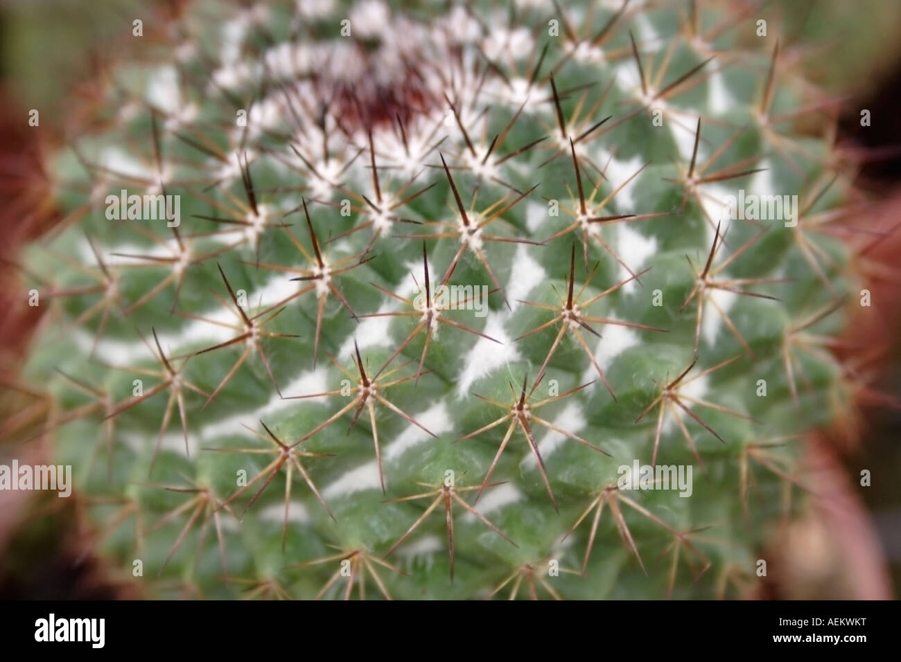 Sharp thorn of a cactus plant Stock Photo - Alamy