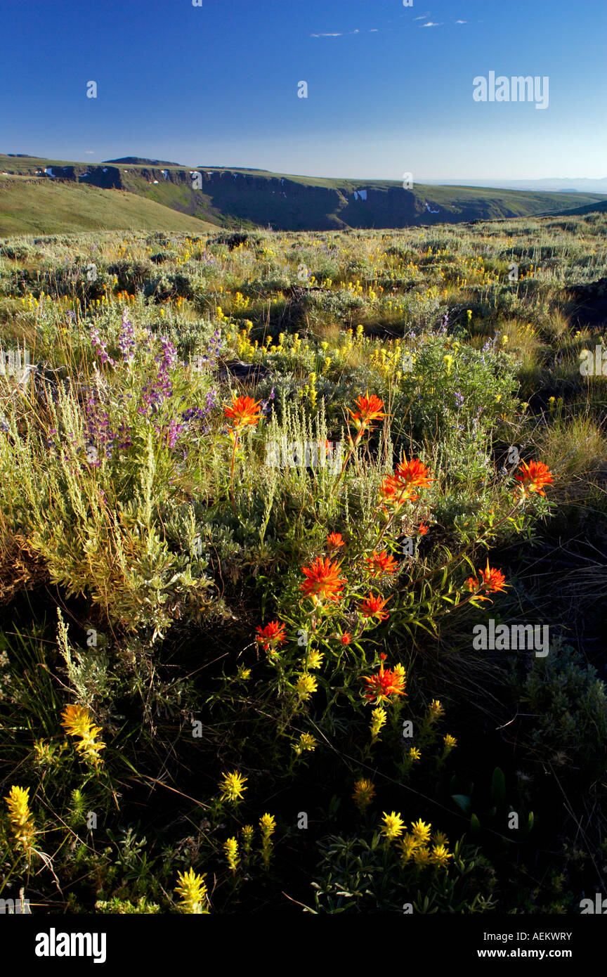 Red and lime Indian Paintbrush Steens Mountain Oregon Stock Photo - Alamy