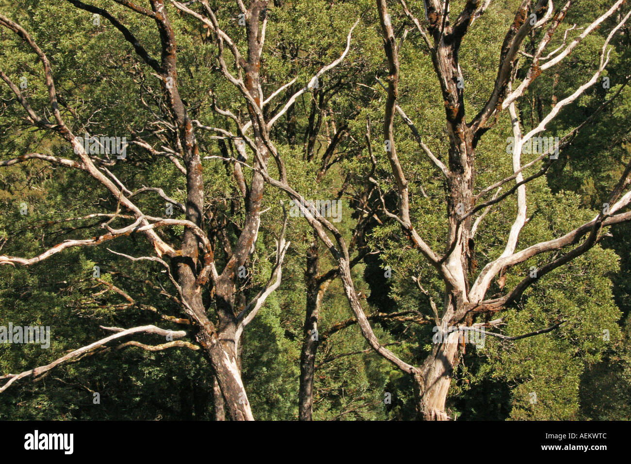 Cool temperate rainforest in hi-res stock photography and images - Alamy
