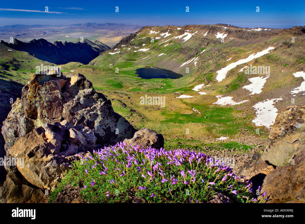Wildhorse Lake with Cliff Penstemon Penstemon rupicola Steens Mountain ...