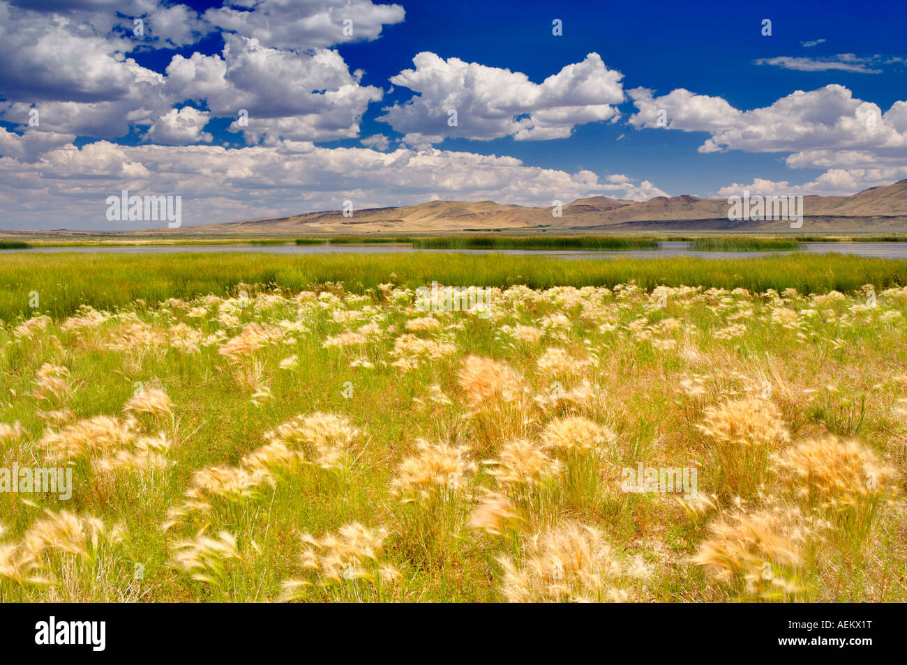 Summit Lake with foxtail grasses Nevada Stock Photo - Alamy