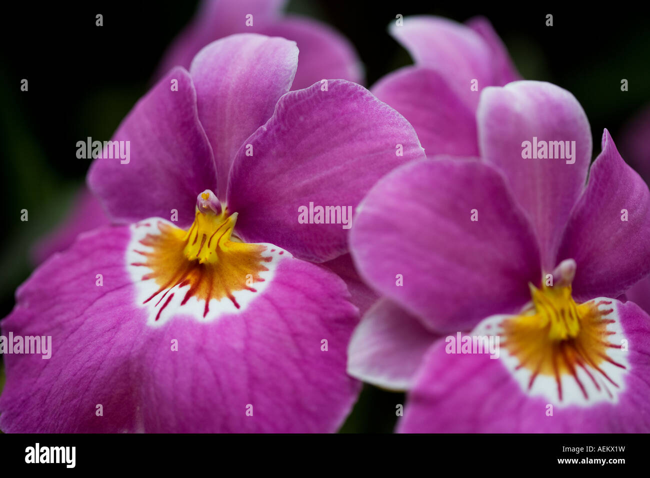 Miltonia Orchid Flowers Stock Photo - Alamy