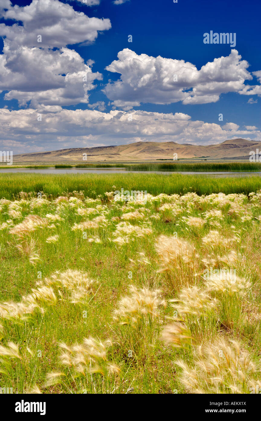 Summit Lake with foxtail grasses Nevada Stock Photo - Alamy