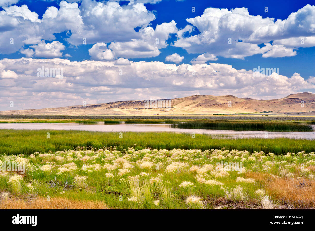 Summit Lake with foxtail grasses Nevada Stock Photo - Alamy