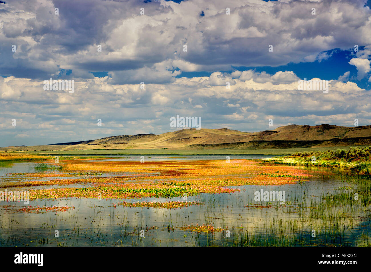Summit Lake with red water flowers Nevada Stock Photo - Alamy
