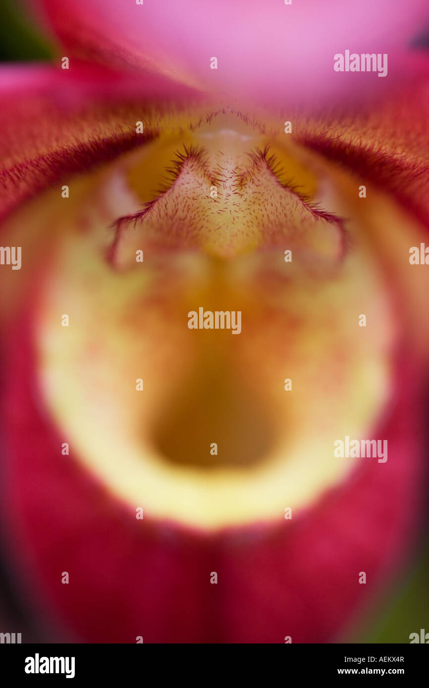 Orchid phragmipedium hi-res stock photography and images - Alamy