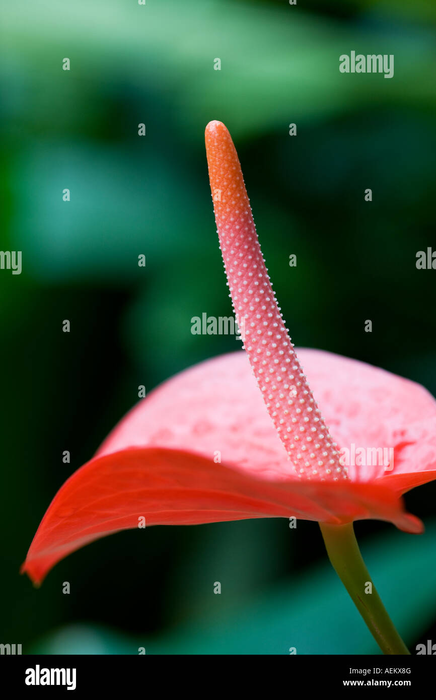 Abstract diffused color background hi-res stock photography and images ...