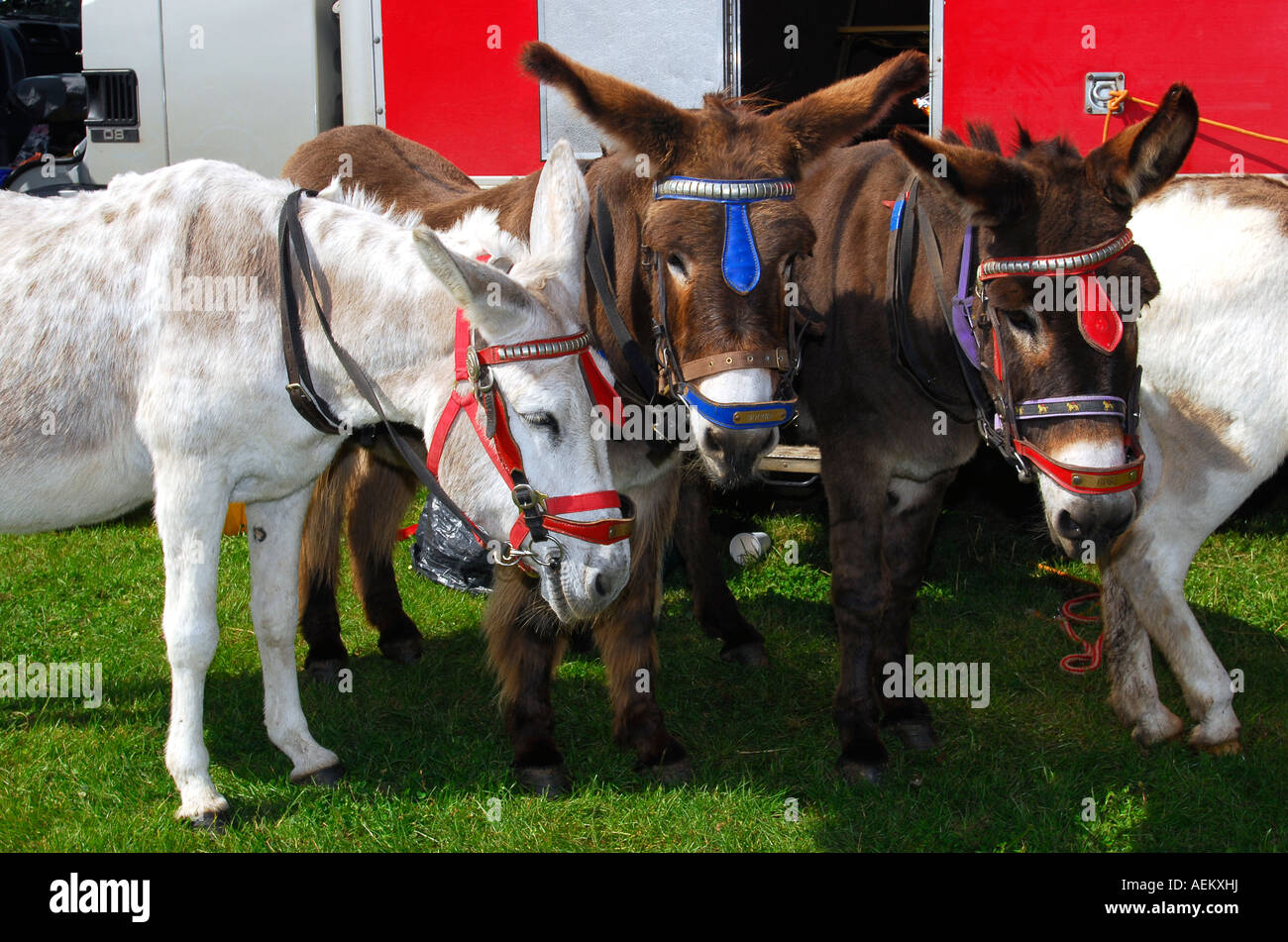 4 donkeys hi-res stock photography and images - Alamy