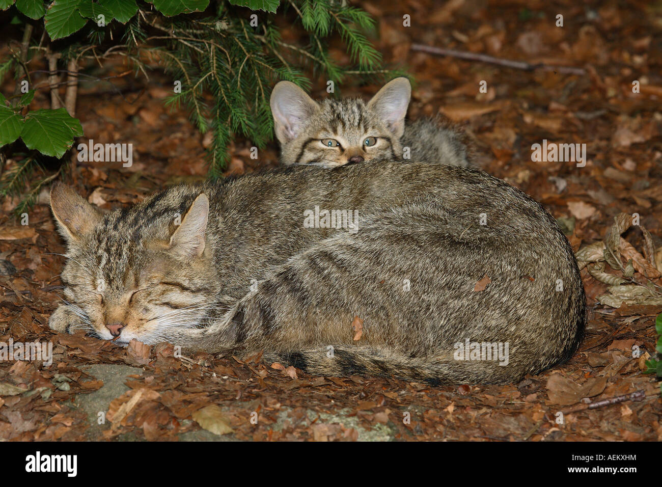 wildcat with cub - sleeping Stock Photo - Alamy