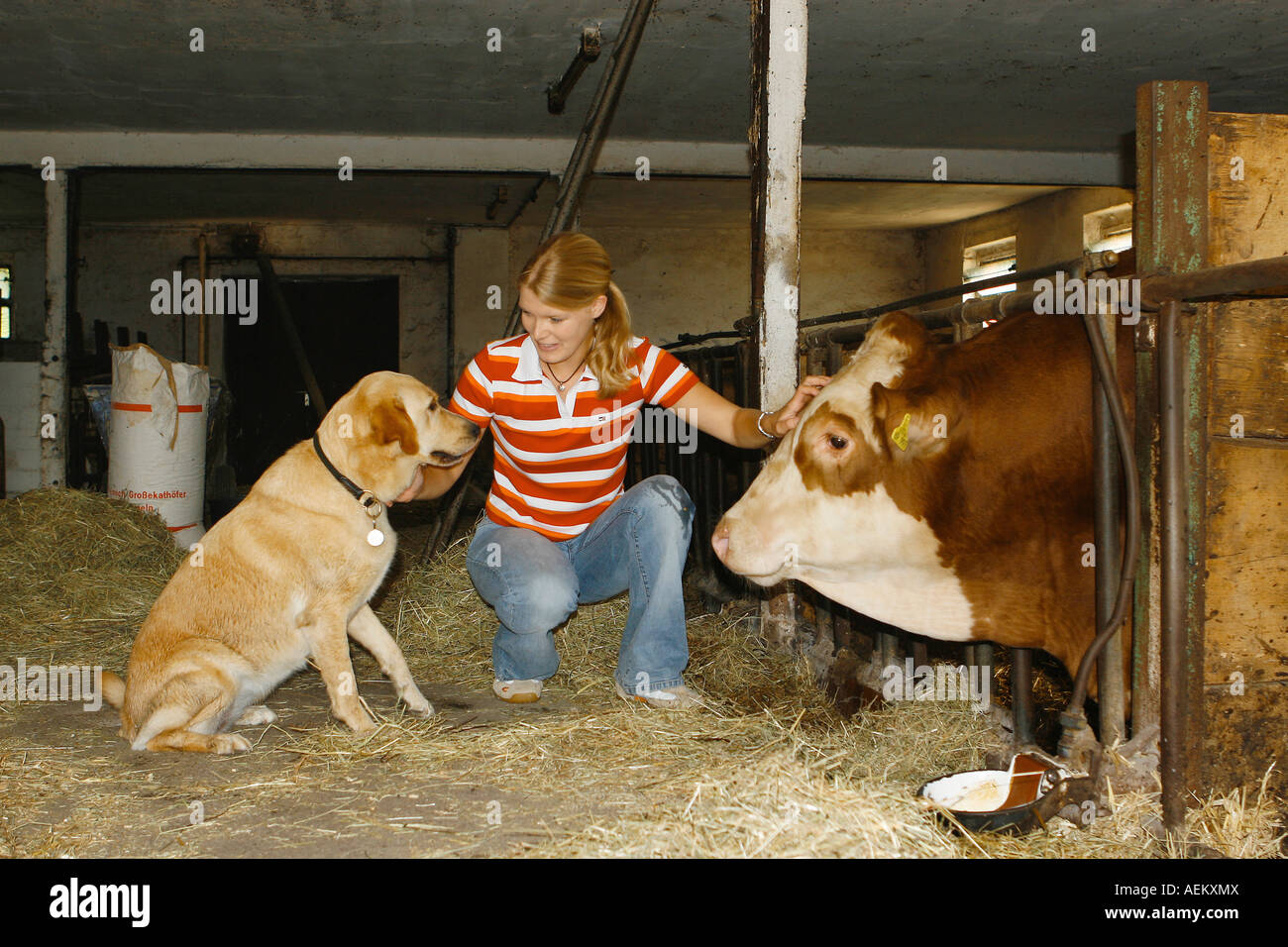 young woman with Labrador Retriever and cow Stock Photo - Alamy