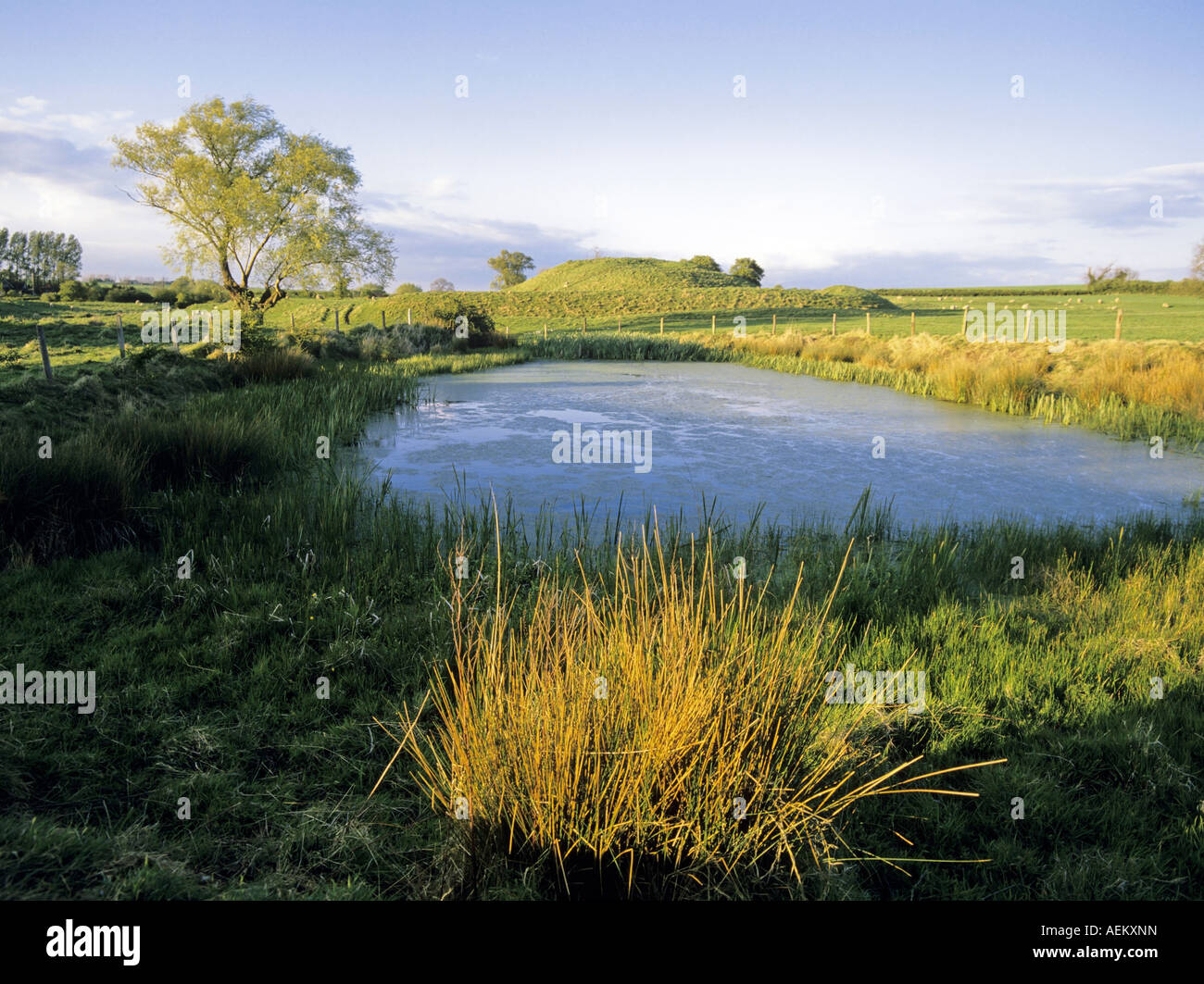 landscape with pond tree motte and bailey earthwork yelden bedfordshire ...