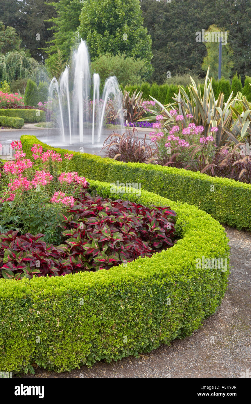 Hedges with fountain and Spider Flowers Cleone spinosa Oregon gardens ...