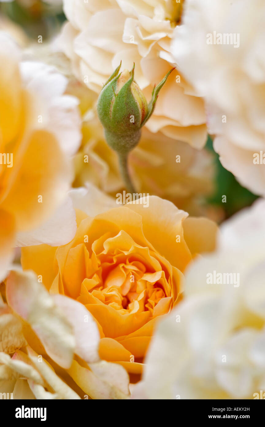 Rose betty boop hi-res stock photography and images - Alamy