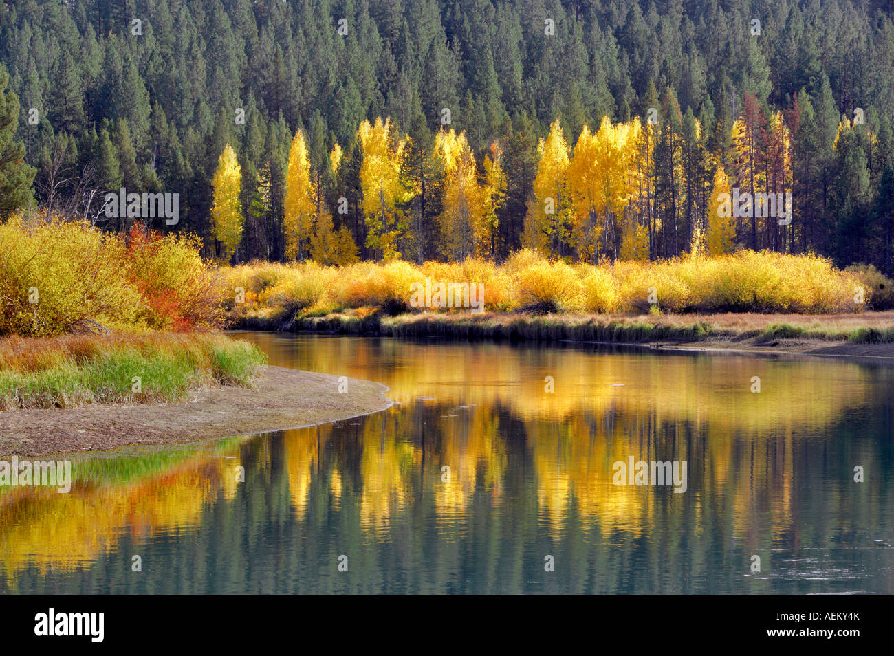 Fall colored aspenn trees and Deschutes River Central Oregon Stock ...